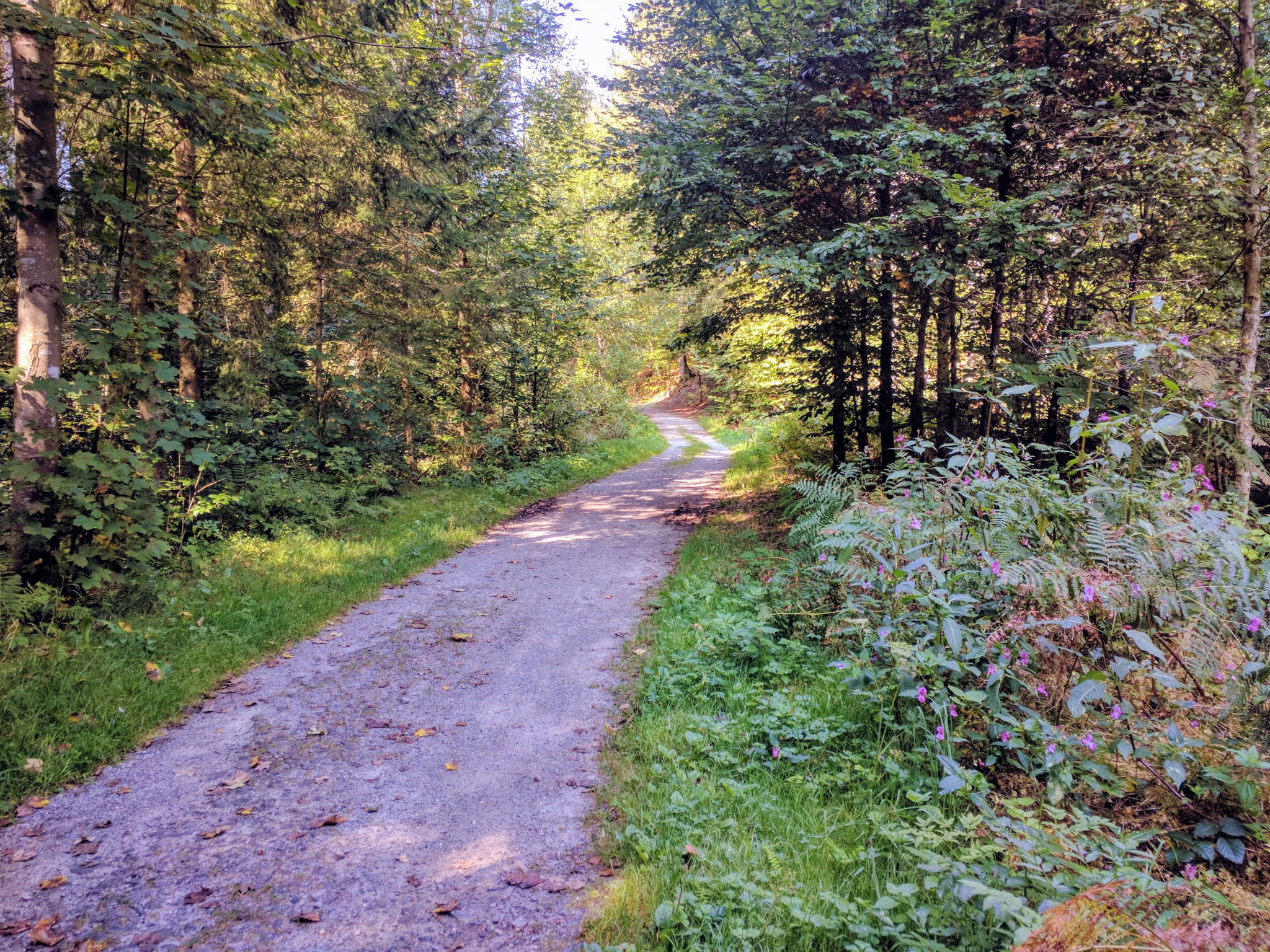 Regental | Trail-Kompass